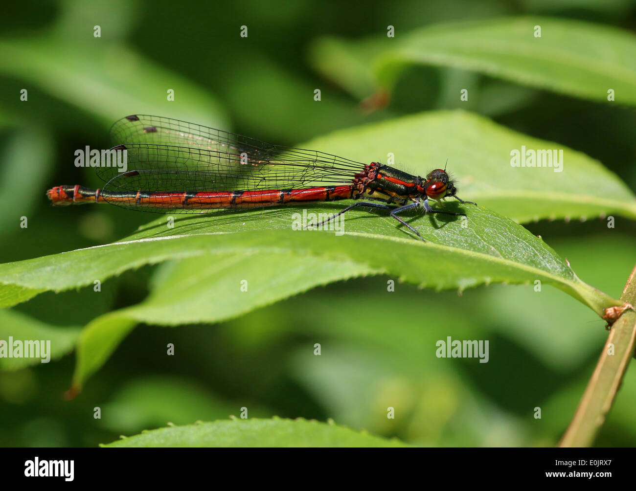 Female large red damselfly hi-res stock photography and images - Alamy