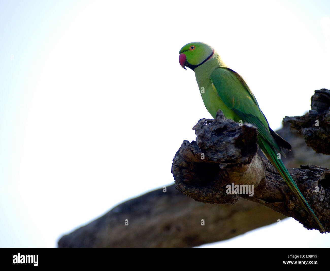 Green parrot sitting on a tree in a national park Stock Photo - Alamy