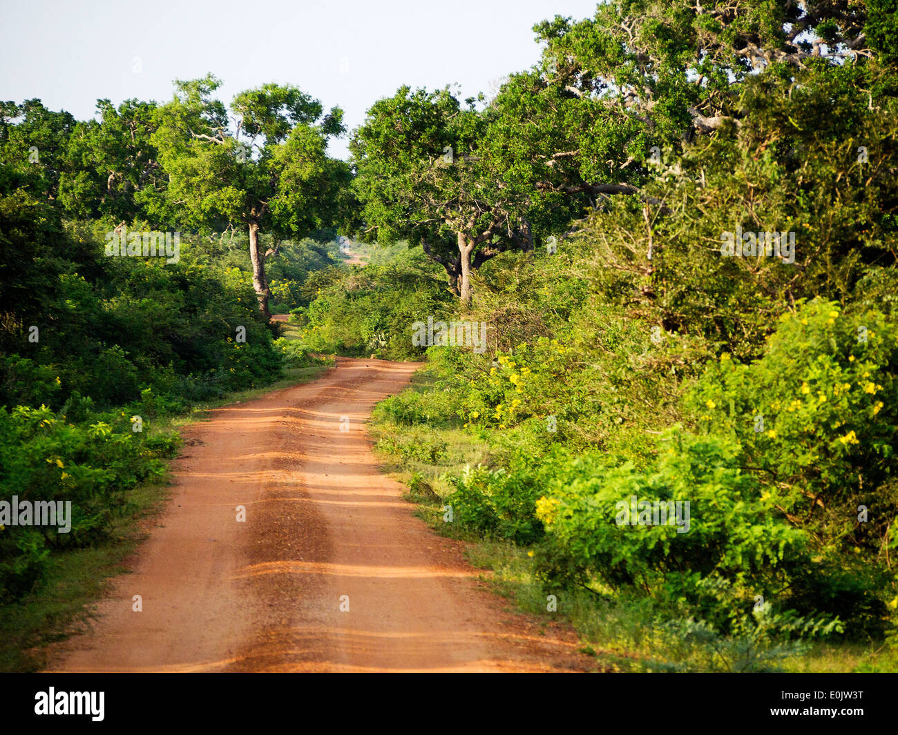 Beautiful landscape at the Bundala National Park in Sri Lanka Stock ...