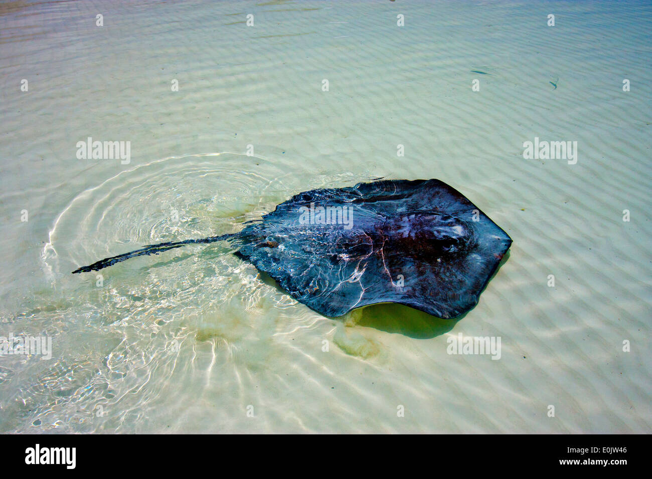 breed fish in the blue lagoon relax of sian kaan mexico Stock Photo - Alamy