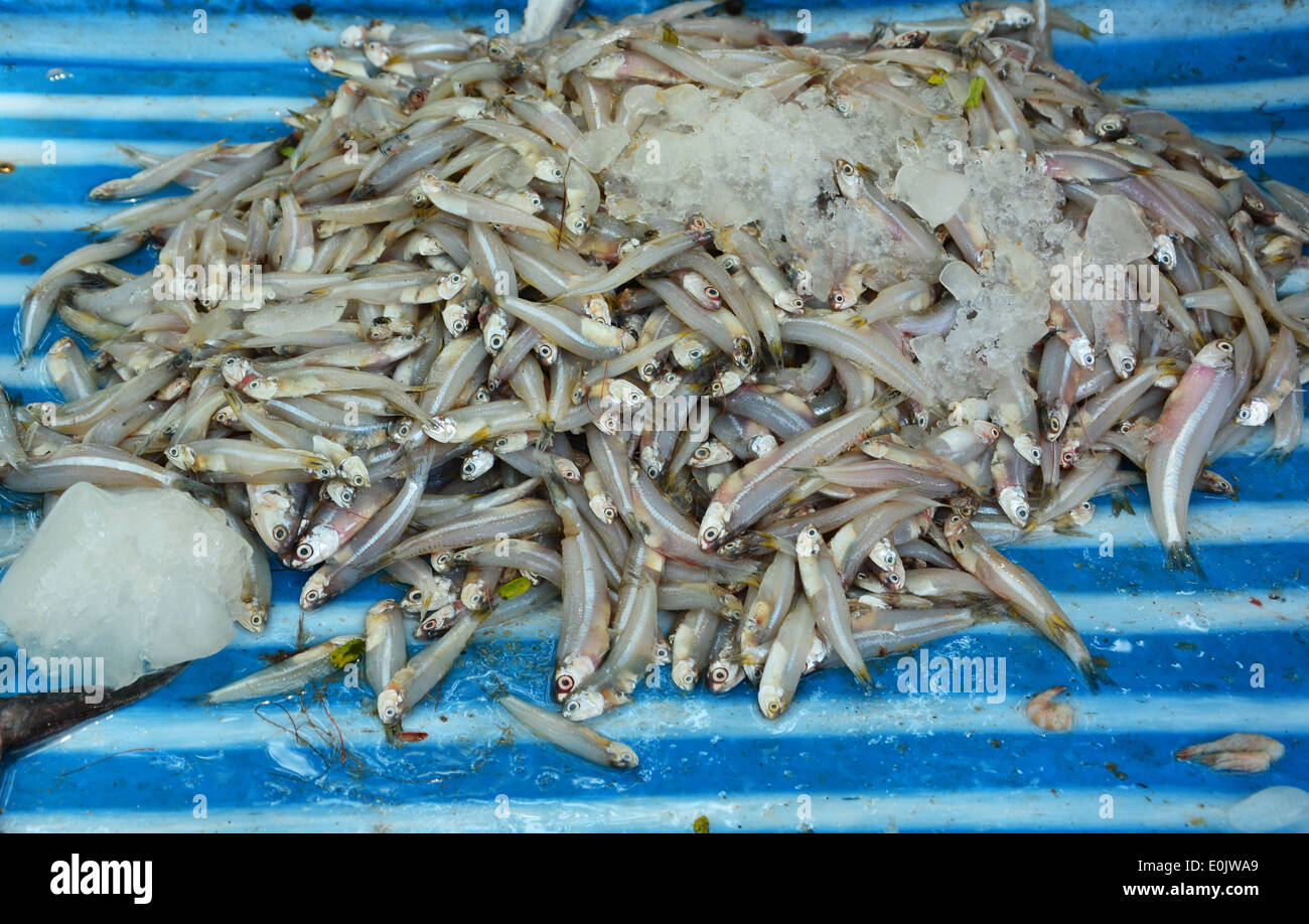 Silver anchovy hi-res stock photography and images - Alamy