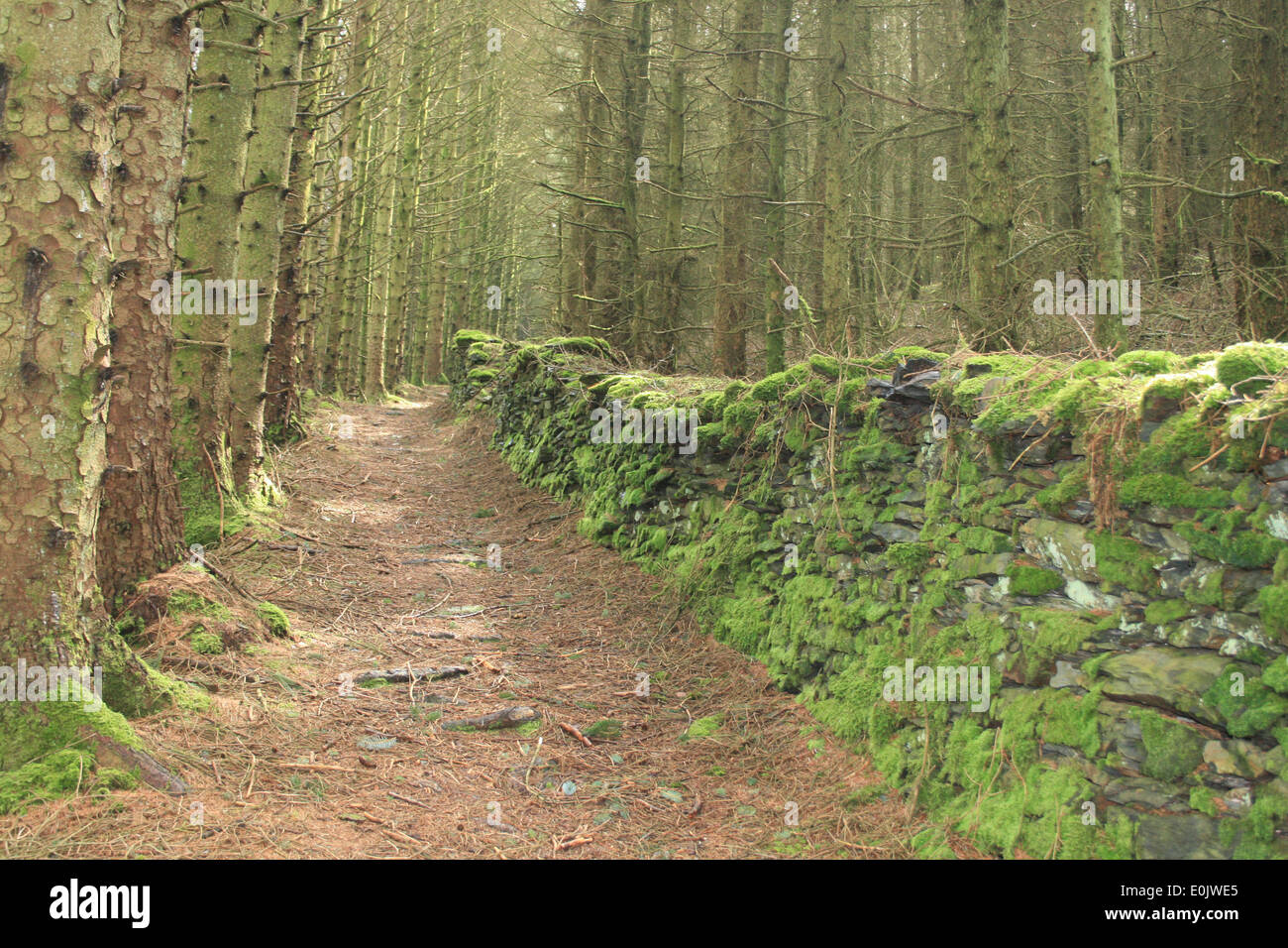 Isle of Man Forest and Ancient Wall Stock Photo - Alamy