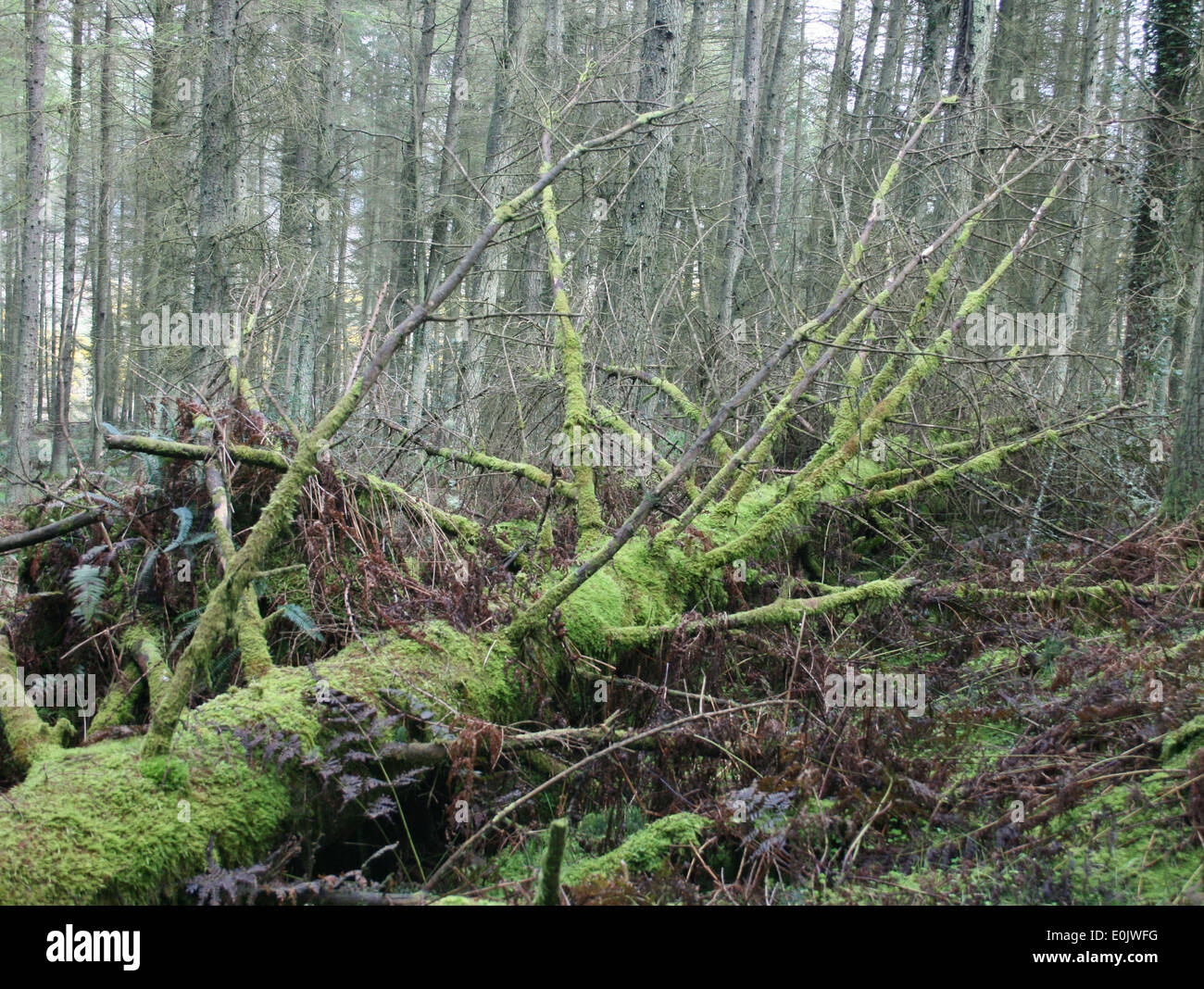 Isle of Man Forest Stock Photo - Alamy