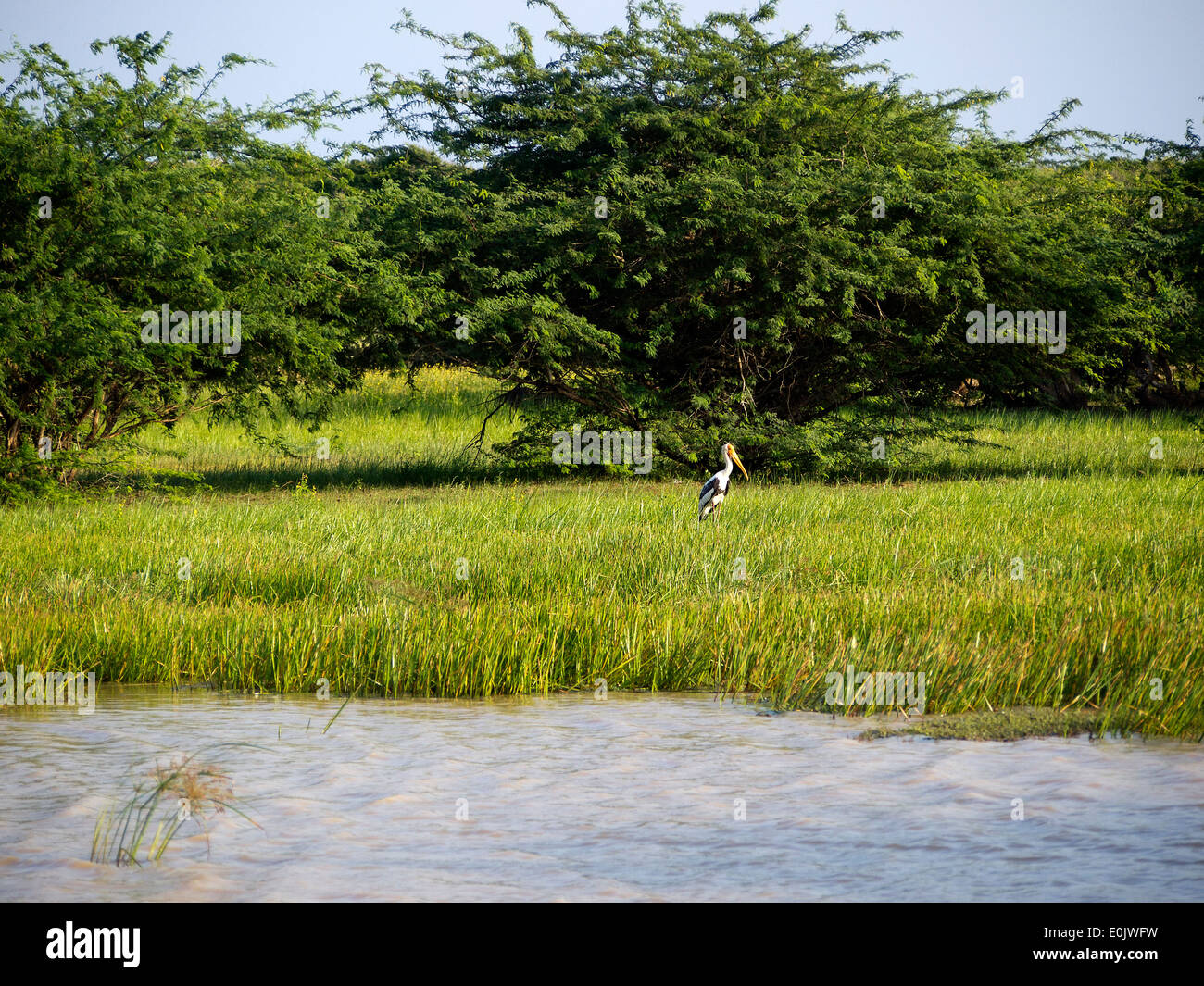Beautiful landscape at the Bundala National Park in Sri Lanka Stock ...