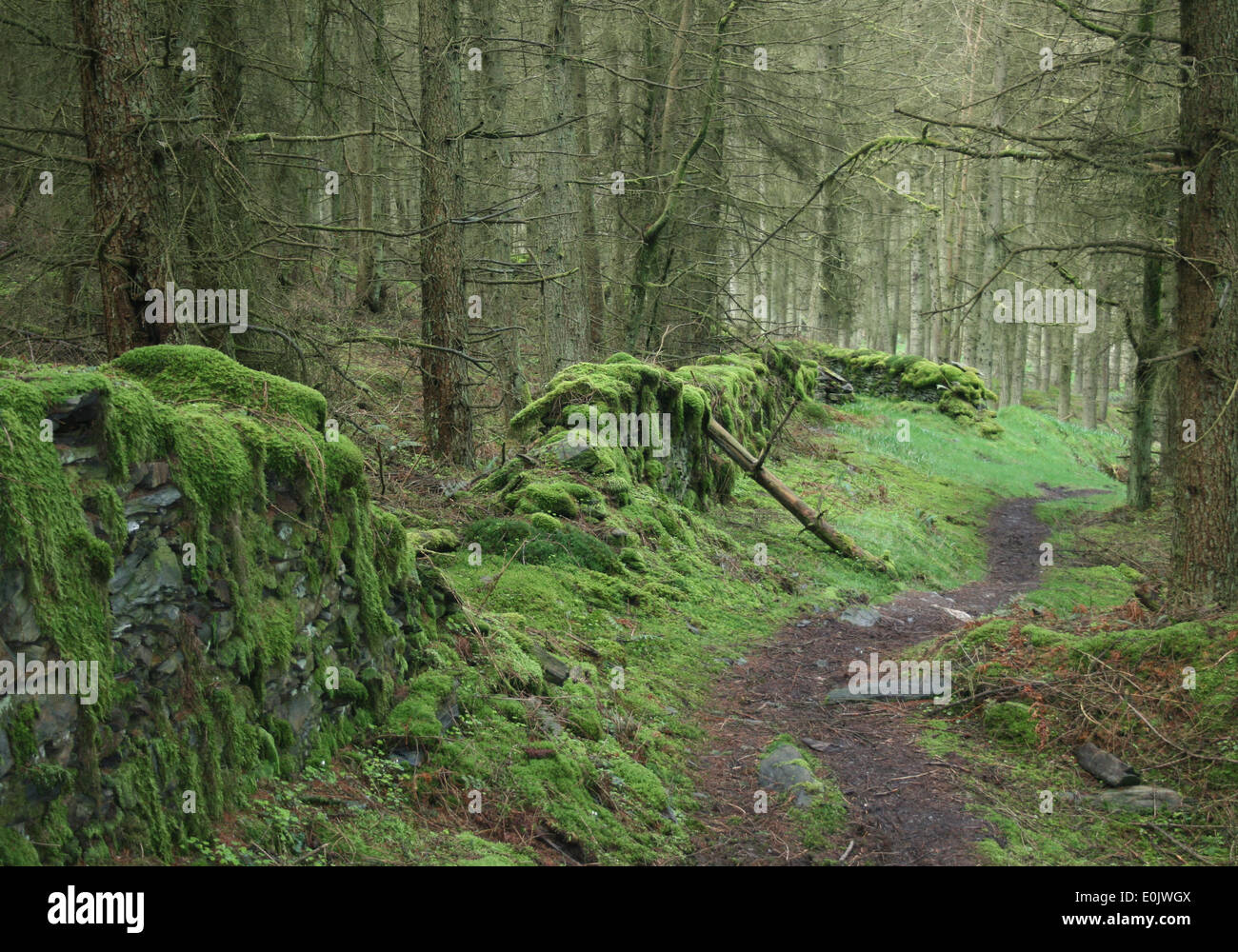 Isle of Man Forest Stock Photo - Alamy