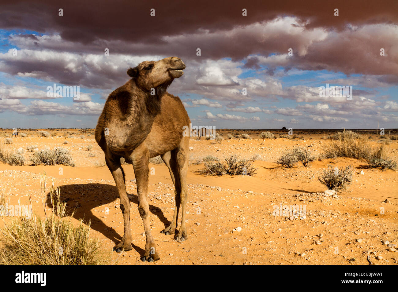 Dromadaire desert hi-res stock photography and images - Alamy