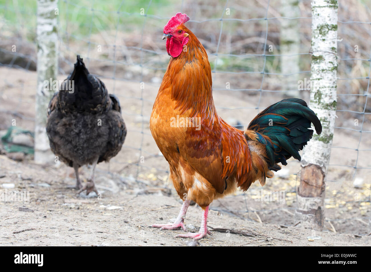 Rooster on the farm Stock Photo - Alamy