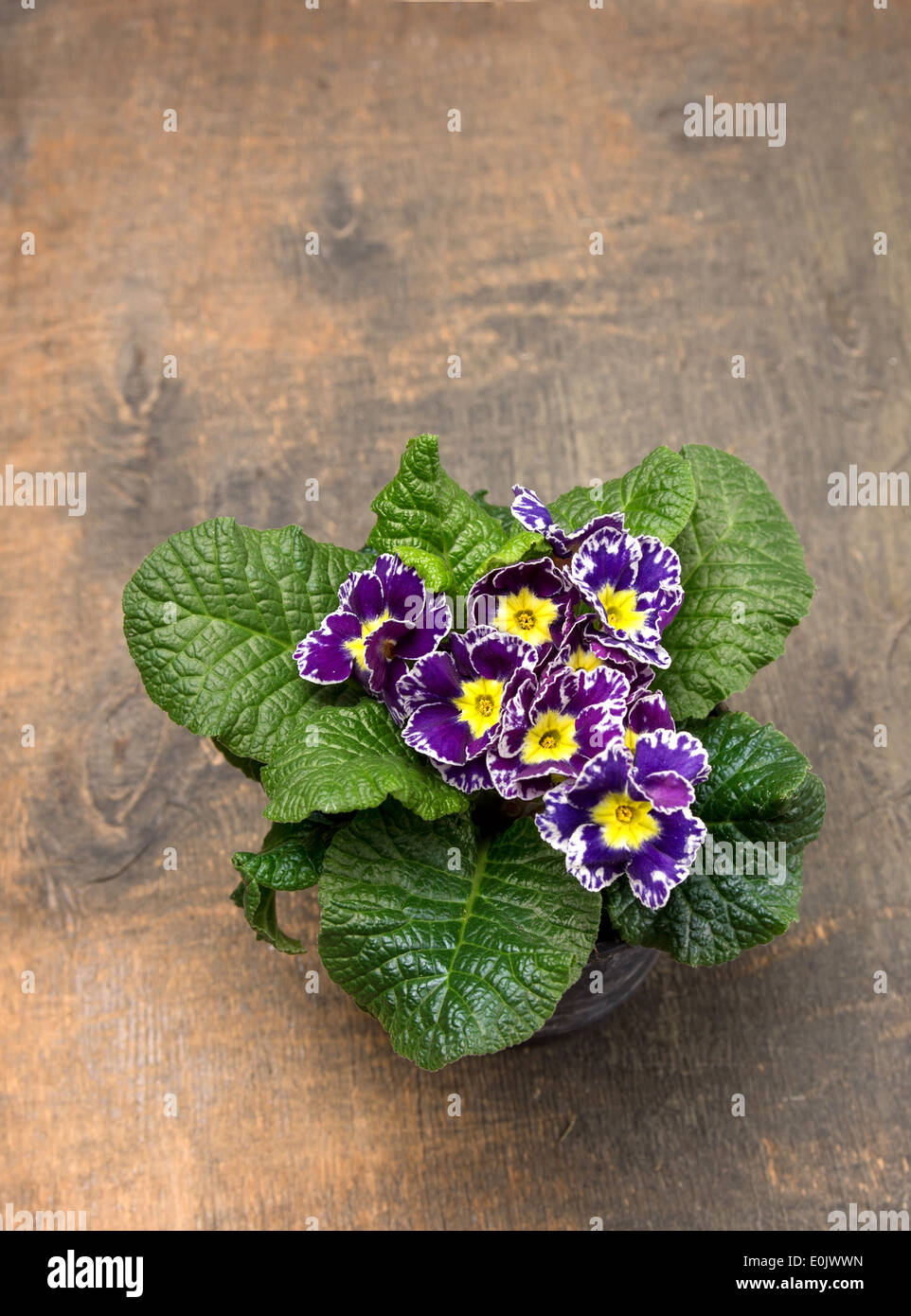 bouquet of purple primrose on old wooden floor Stock Photo - Alamy