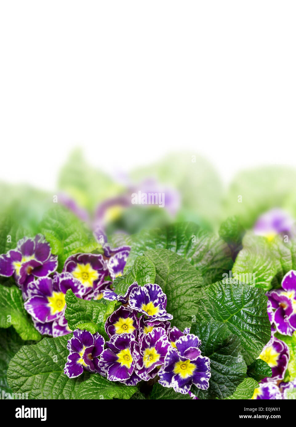 purple primrose, primula frame , isolated on white Stock Photo - Alamy