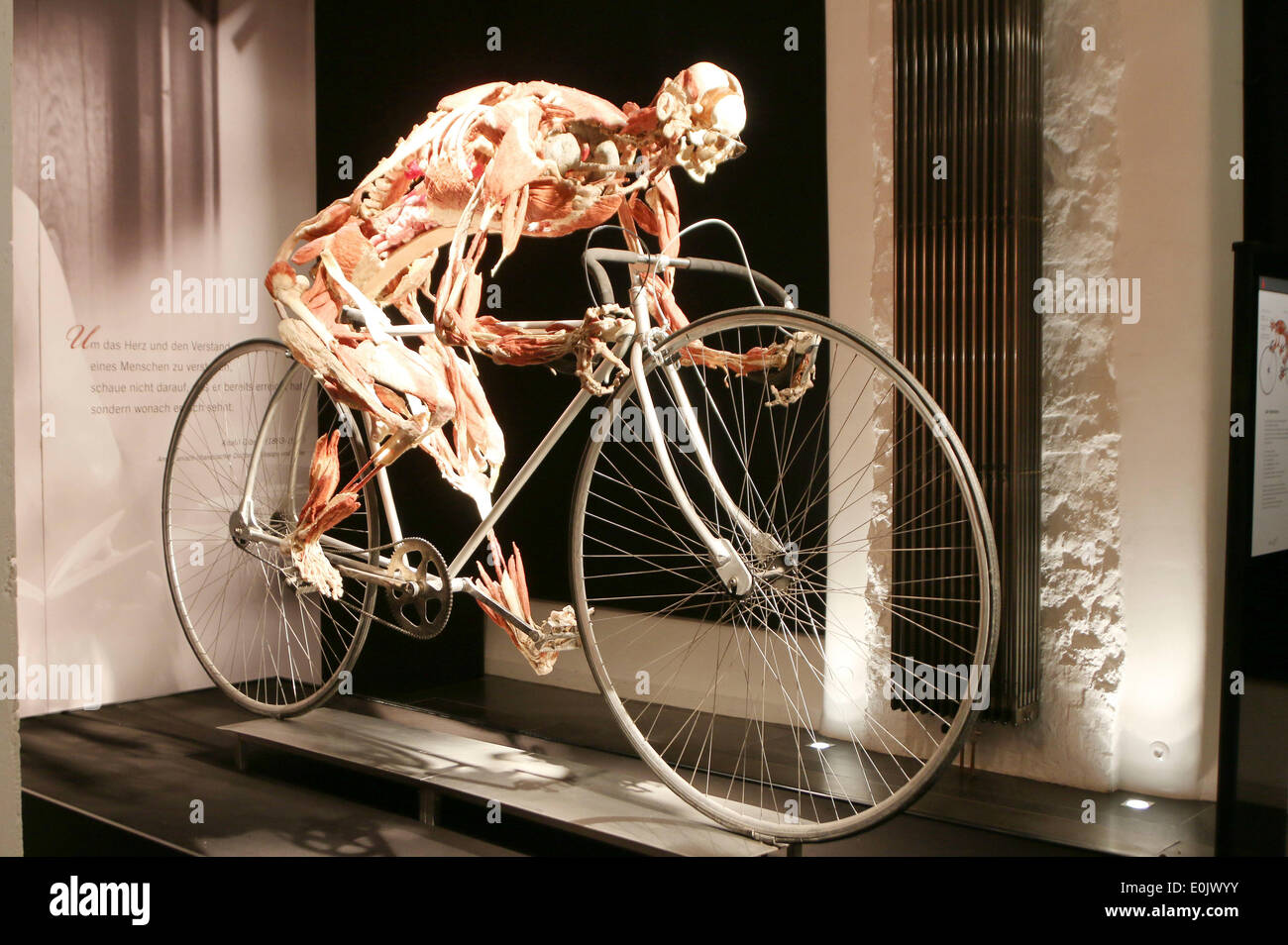 Hamburg, Germany. 14th May, 2014. Press conference of "Body Worlds", an ...