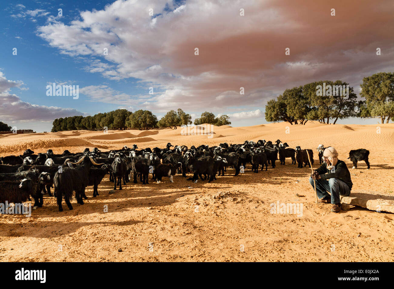 Shepherd hard hi-res stock photography and images - Alamy