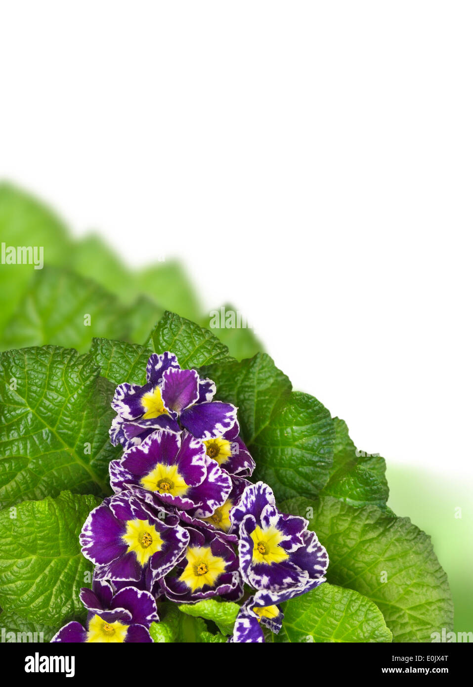 beautiful purple primrose flowers border, angle, floral frame ,isolated ...