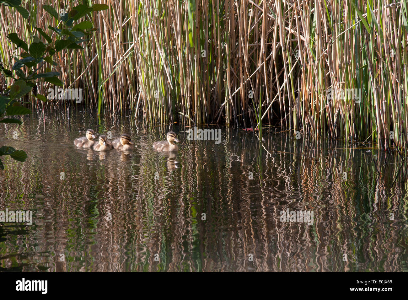Ducklings spring hi-res stock photography and images - Alamy