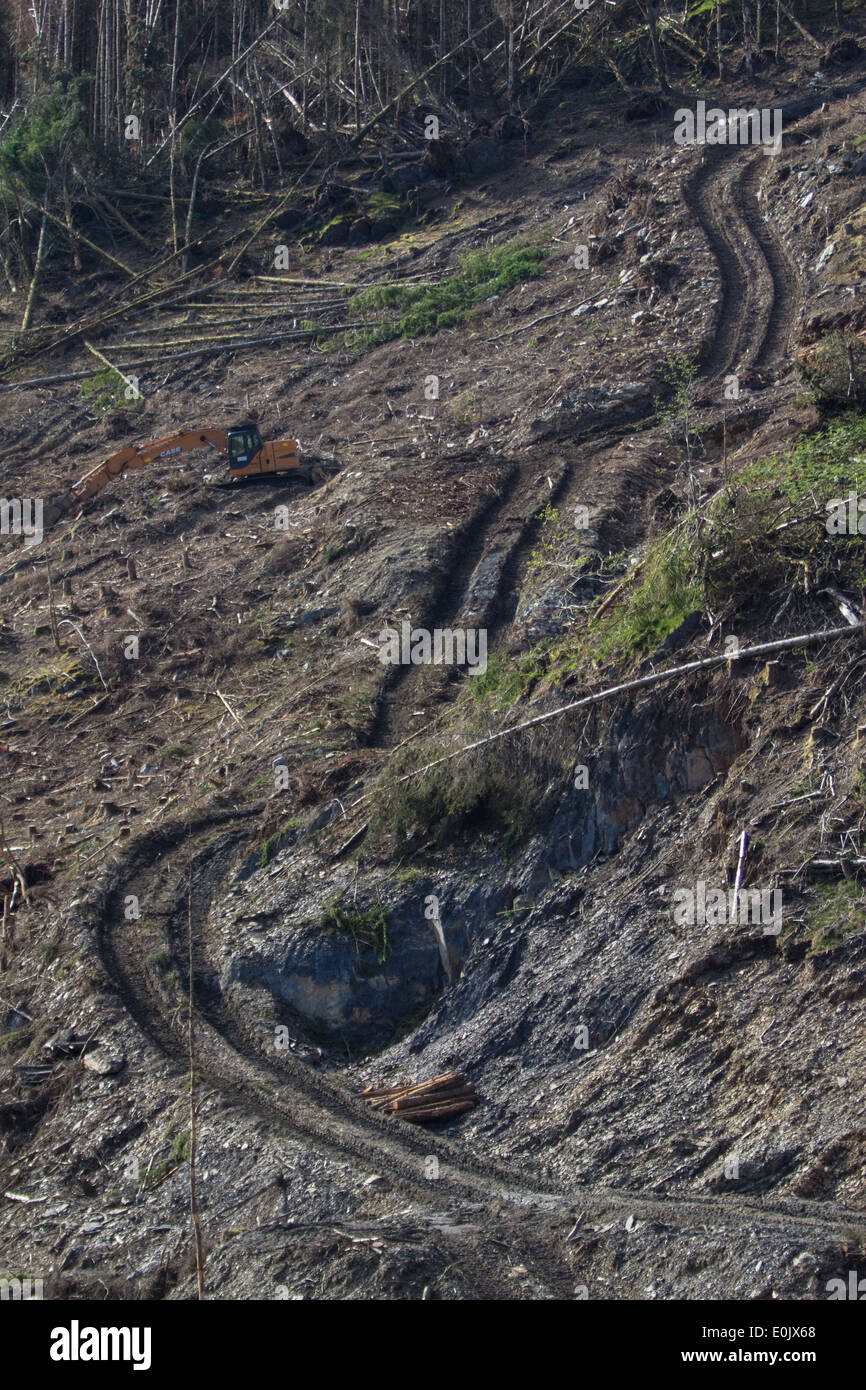 Tracks made by large machines along an incline in felled forestry in ...