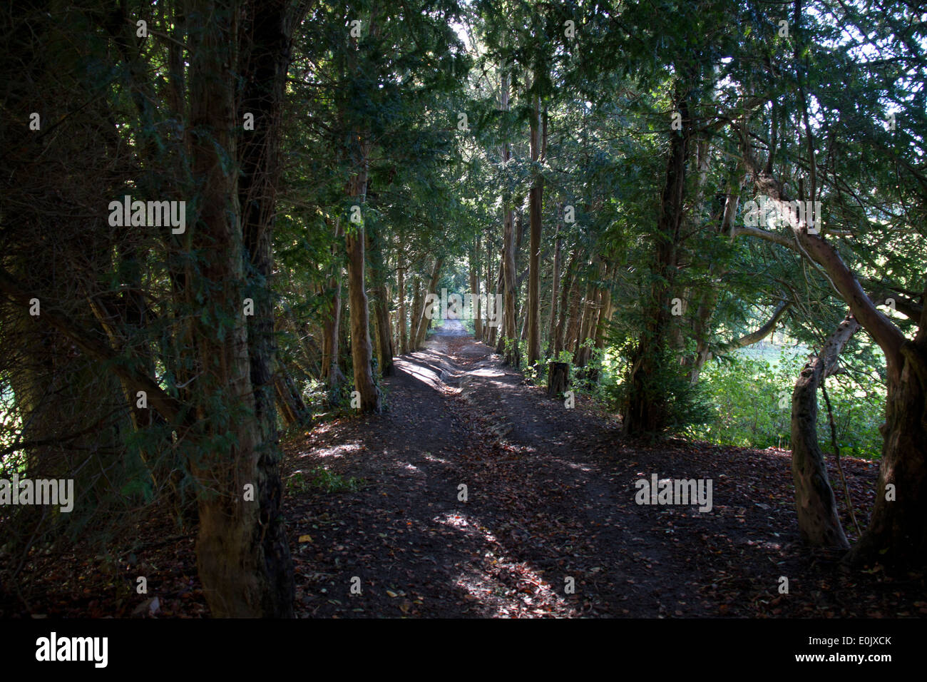 Lacey forest hi-res stock photography and images - Alamy
