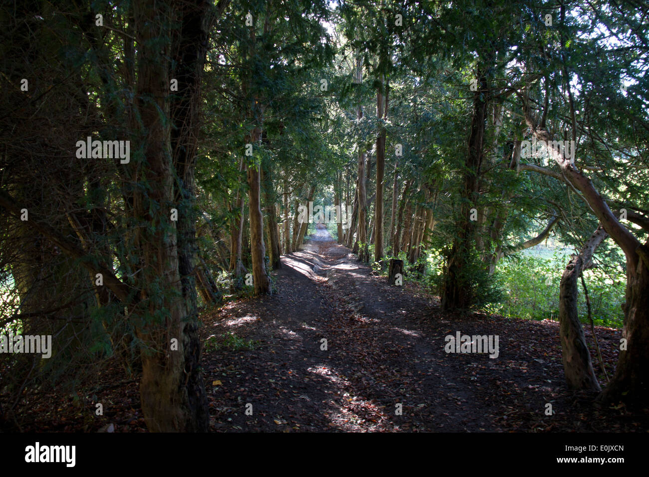 Lacey forest hi-res stock photography and images - Alamy