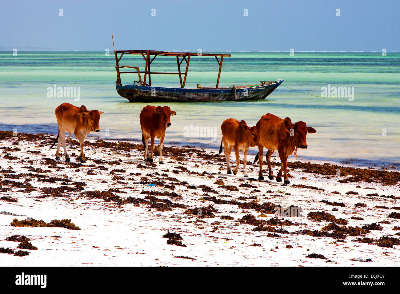 cow costline boat pirague in the blue lagoon relax of zanzibar africa ...