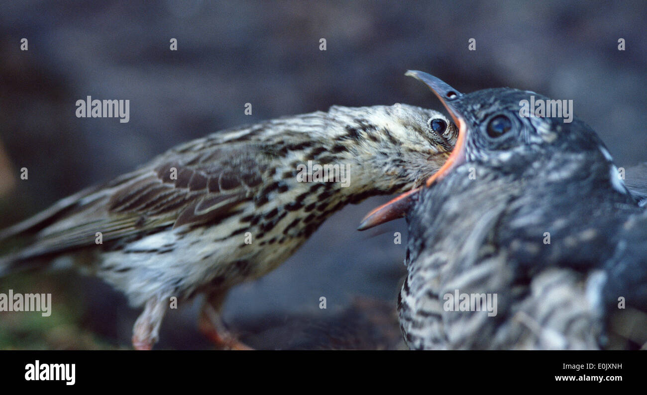 Cuckoo chick meadow pipit hi-res stock photography and images - Alamy