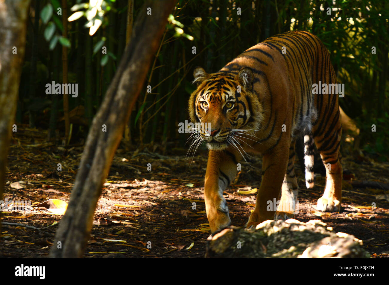 Sumatran Tiger Fur High Resolution Stock Photography and Images - Alamy