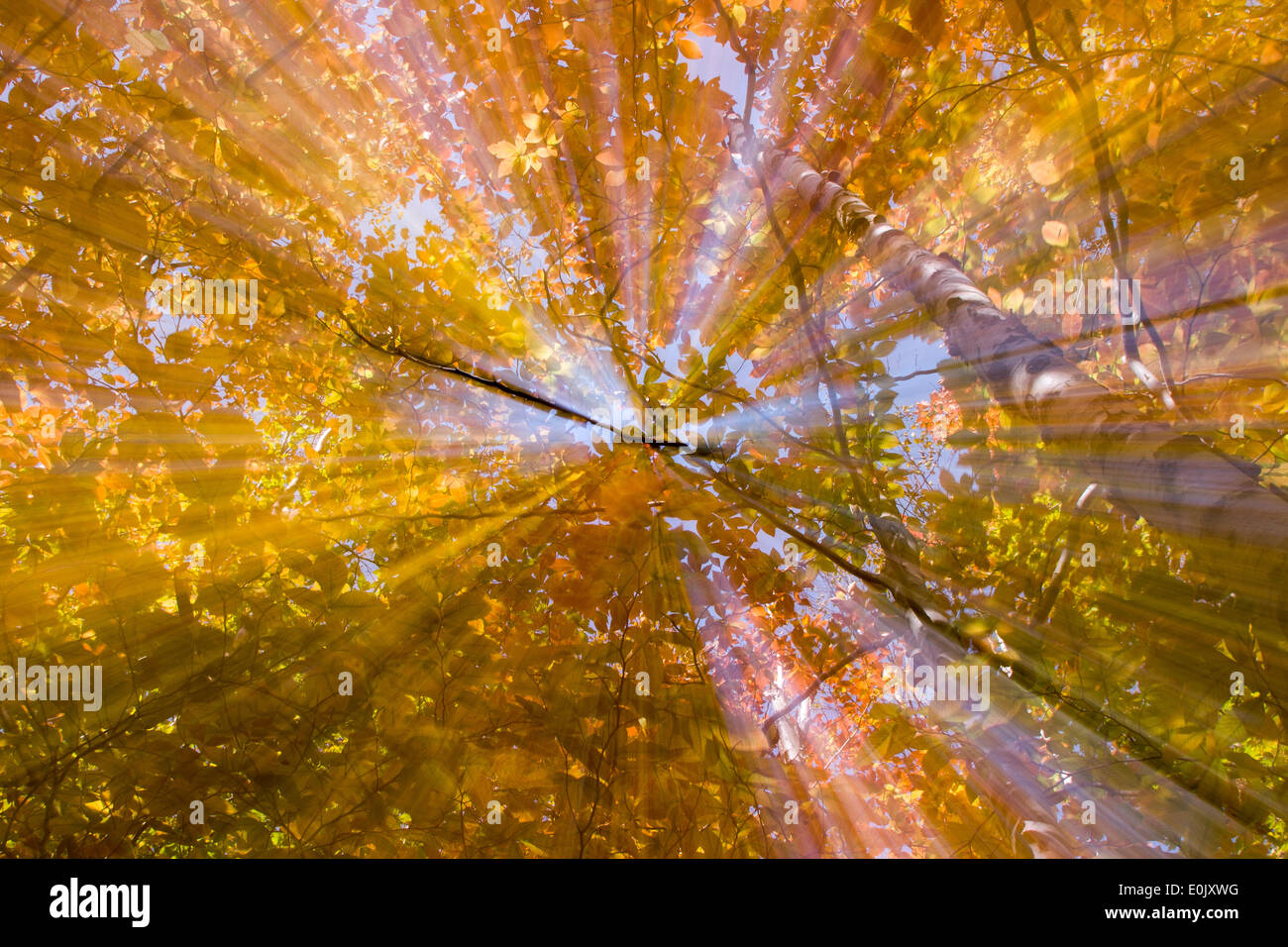 Zoom into tree canopy, Acadia Maine USA Stock Photo - Alamy