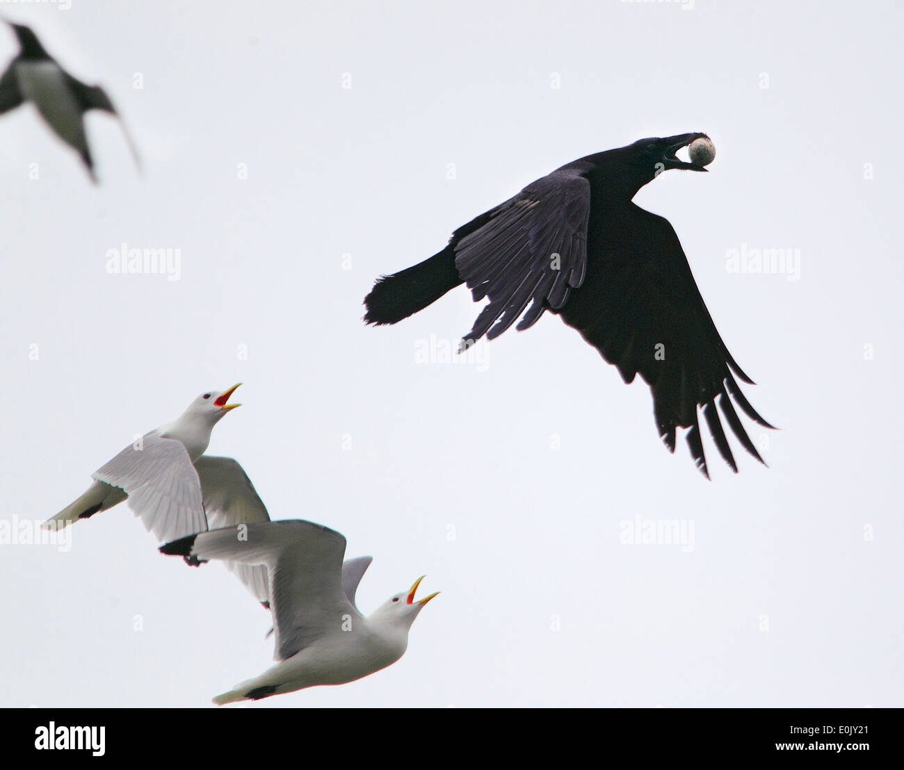 Corvus corax egg hi-res stock photography and images - Alamy