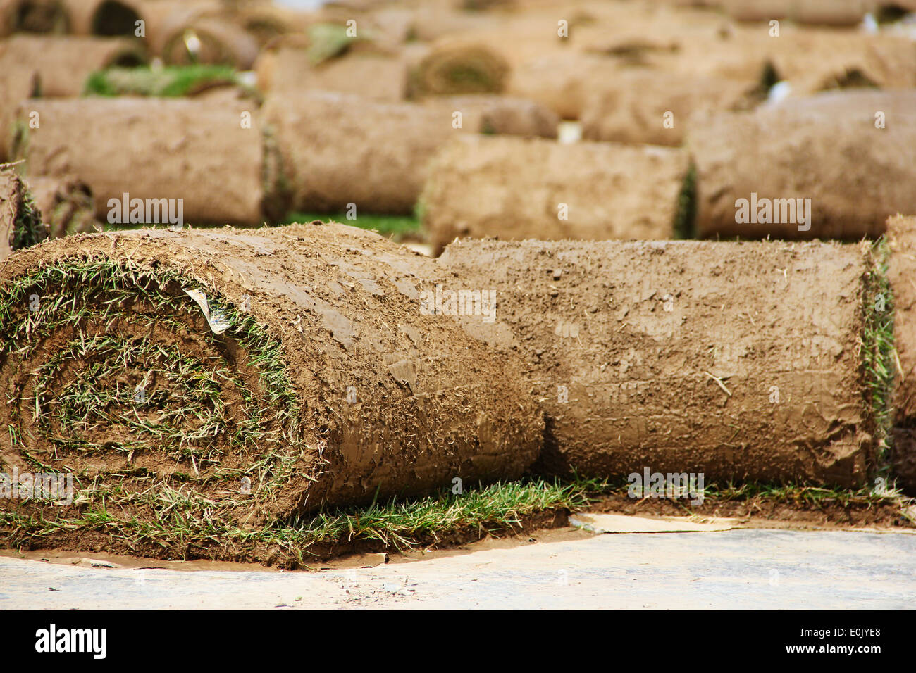 Turf grass rolls partially unrolled close up Stock Photo - Alamy