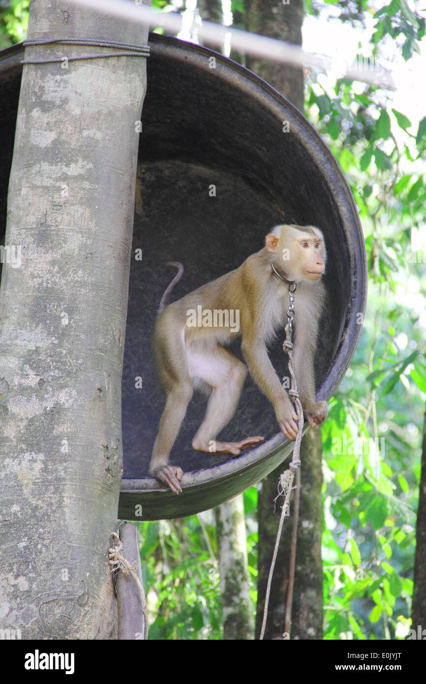 Monkey on tree in tropical forest close up Stock Photo - Alamy