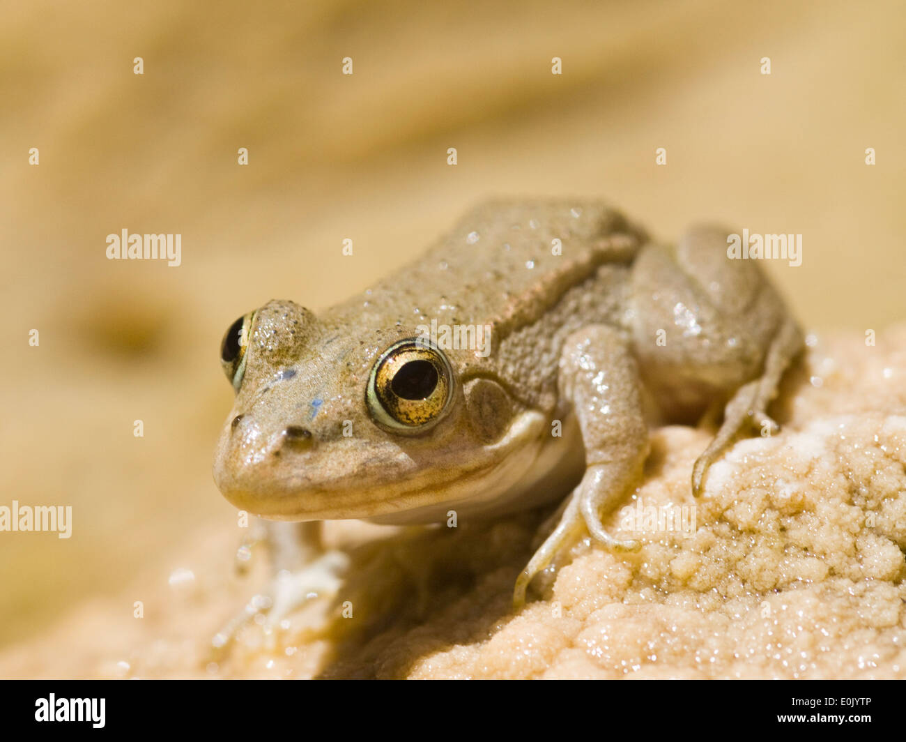 Common frog river hi-res stock photography and images - Alamy