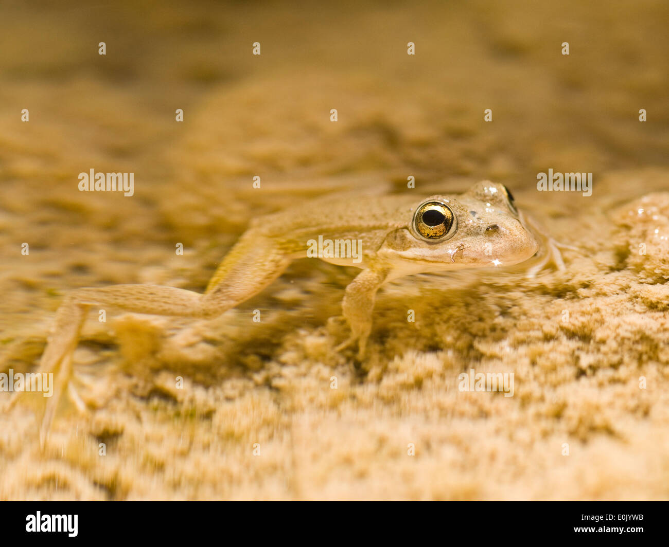 Toad river hi-res stock photography and images - Alamy