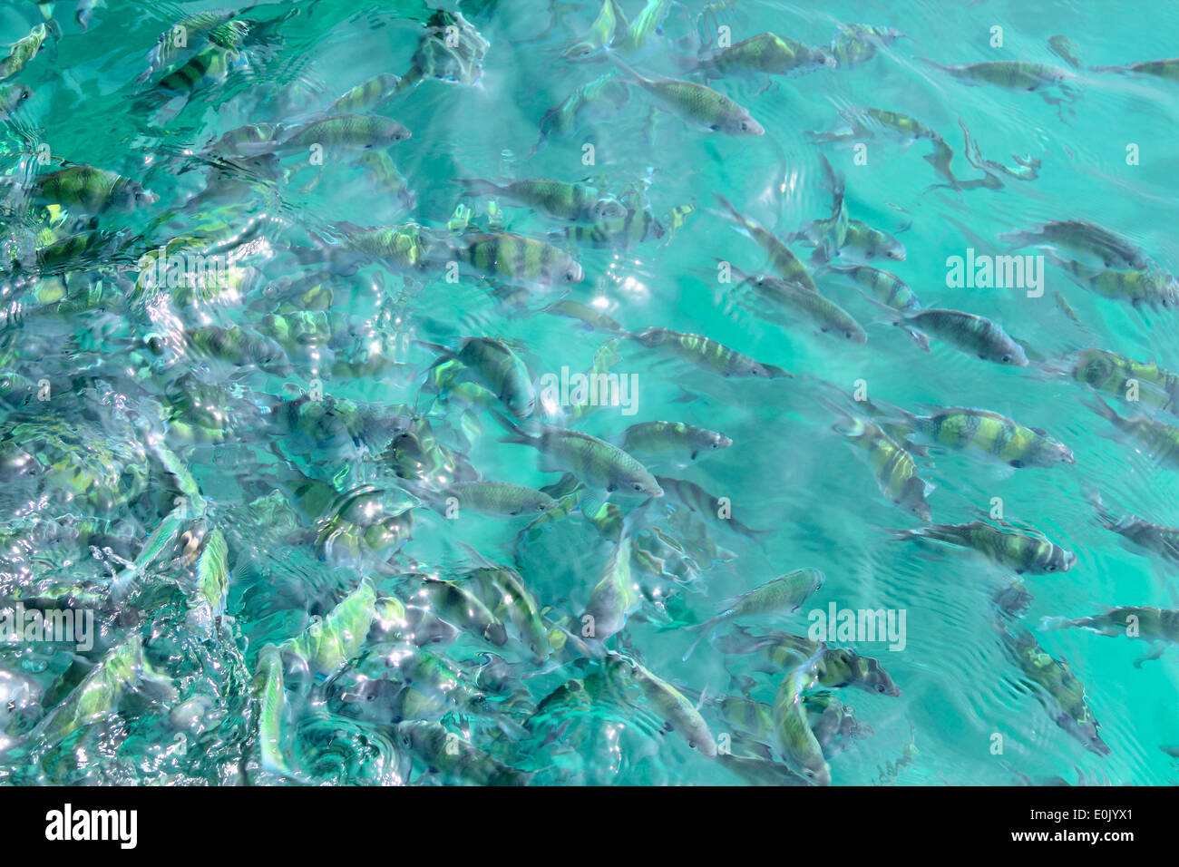 Photo of a tropical Fish in transparent blue sea water close-up Stock ...