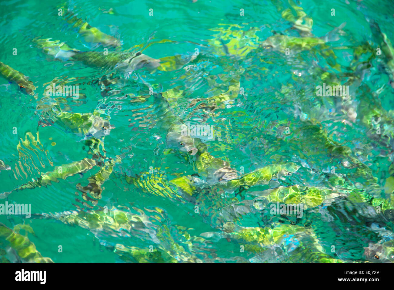 Photo of a tropical Fish in transparent blue sea water close-up Stock ...