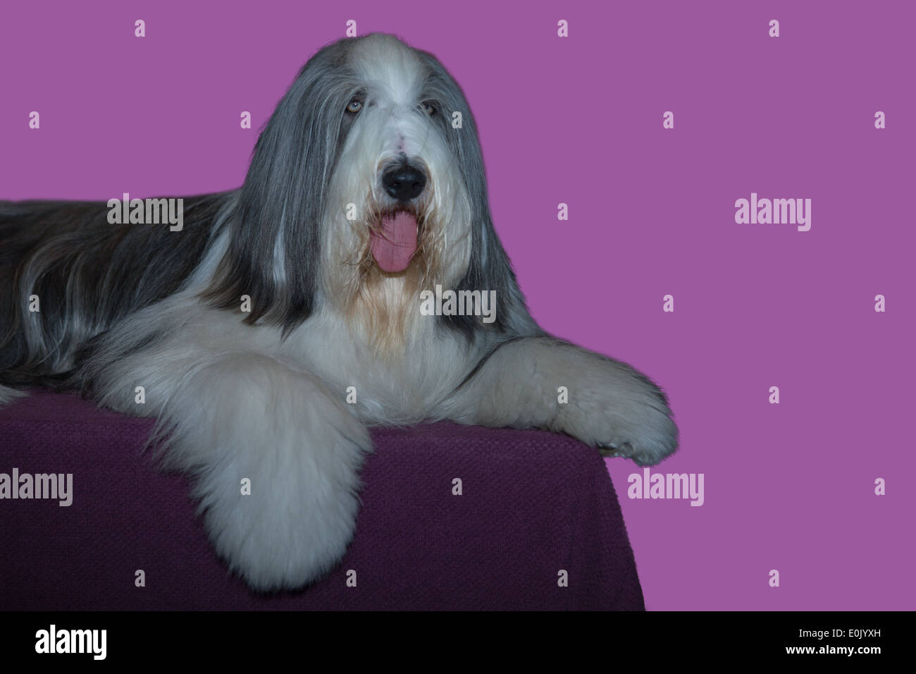 A beautiful white long-haired bobtail dog isolated over dark background ...