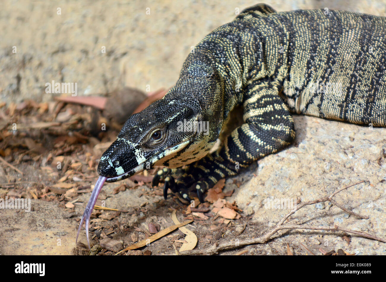 Australian Goanna High Resolution Stock Photography and Images - Alamy