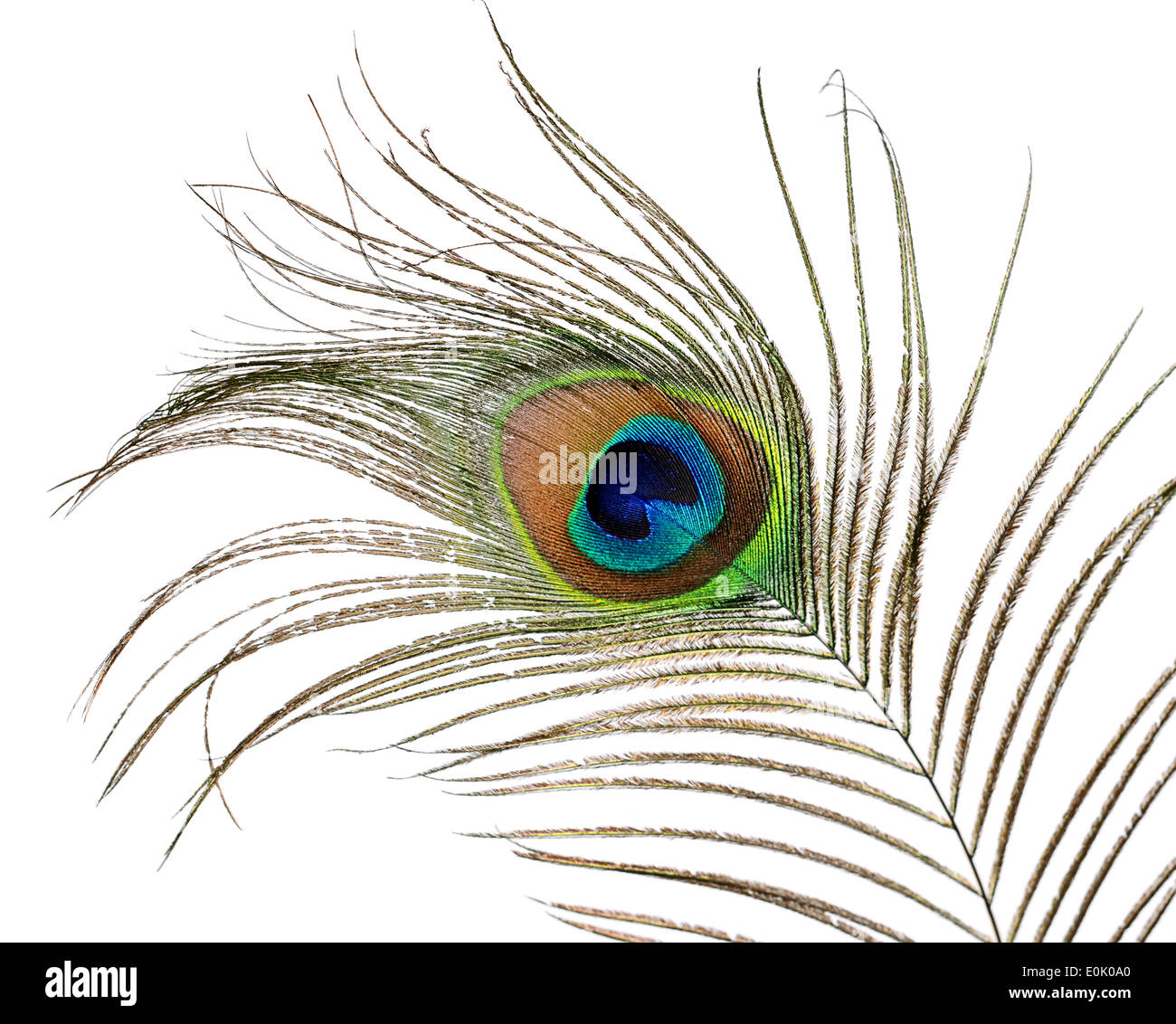 Beautiful feather of peacock isolated on white Stock Photo - Alamy