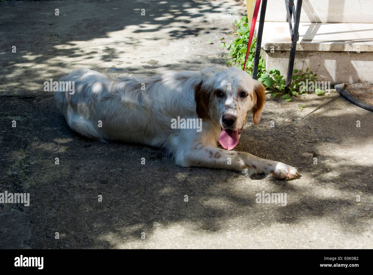English setter female young dog lie in the shadow Stock Photo - Alamy