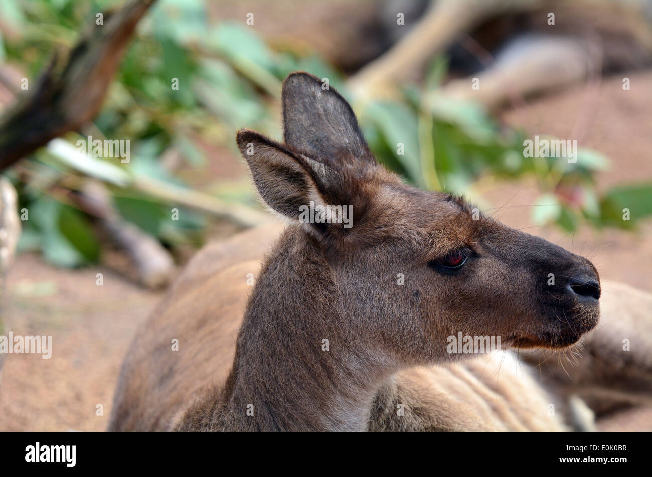 Macropus Rufus Australian Wildlife Marsupial Macropod Outback High ...