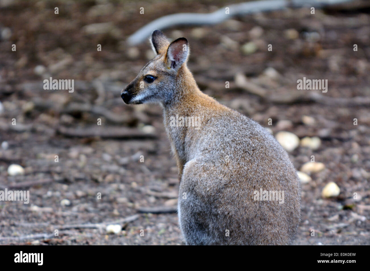 Antilopine Wallaroo Macropus Antilopinus High Resolution Stock ...