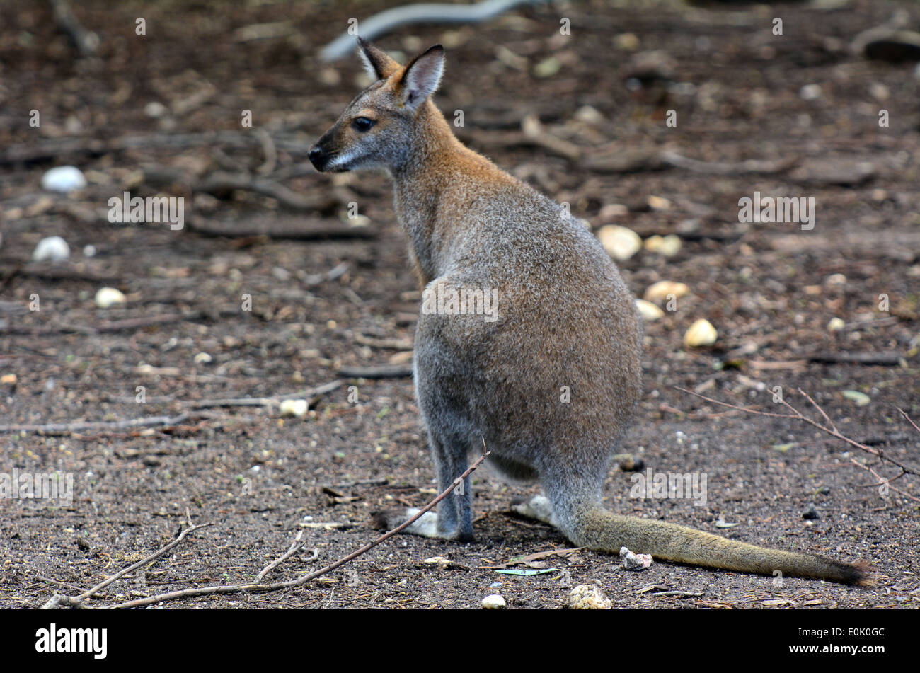 Antilopine Wallaroo Macropus Antilopinus High Resolution Stock ...