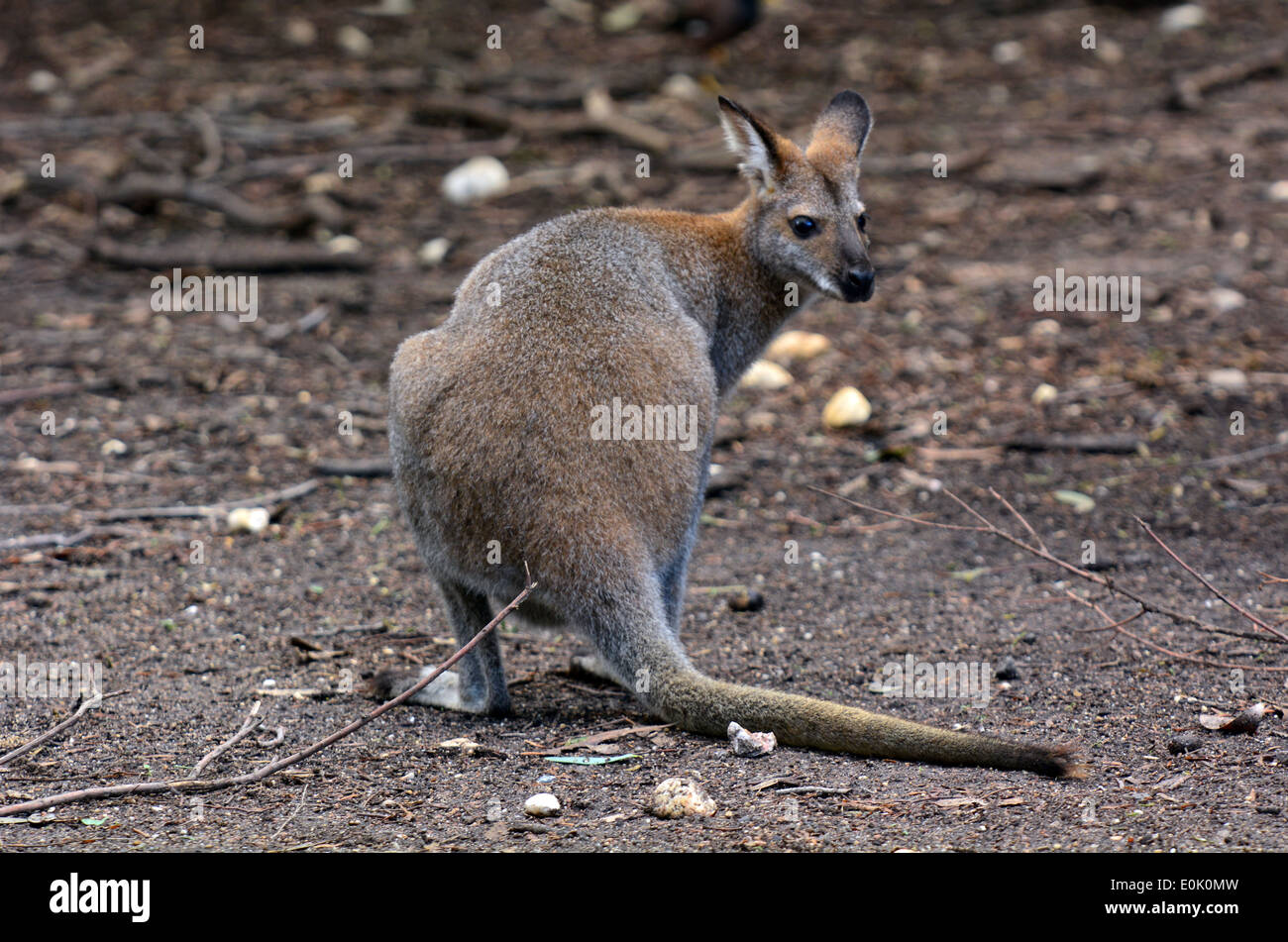 Australian Wallaroo High Resolution Stock Photography and Images - Alamy