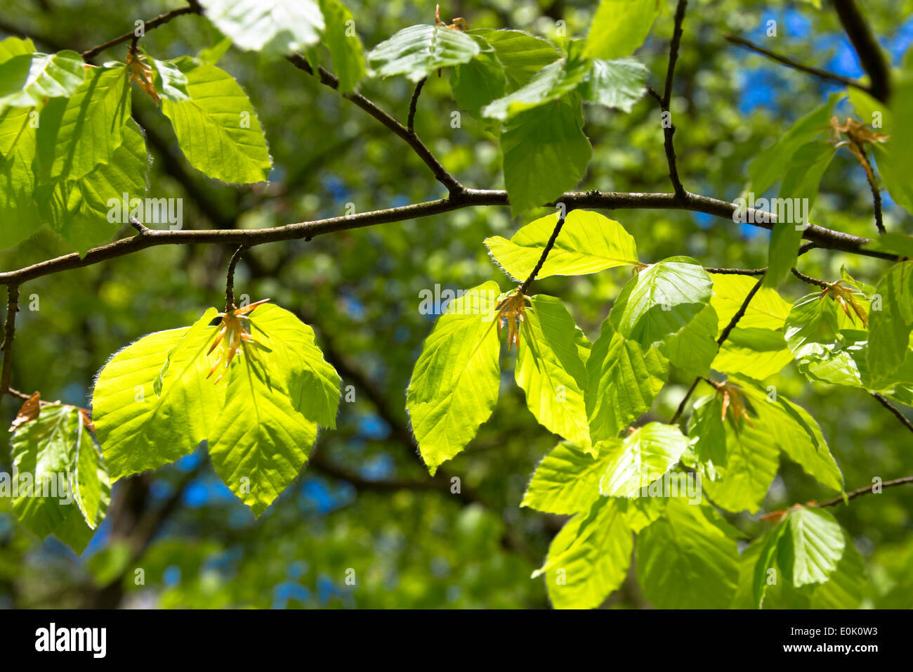 Beech leaves, Fagus sylvatica, on a tree in Bruern Wood in The ...