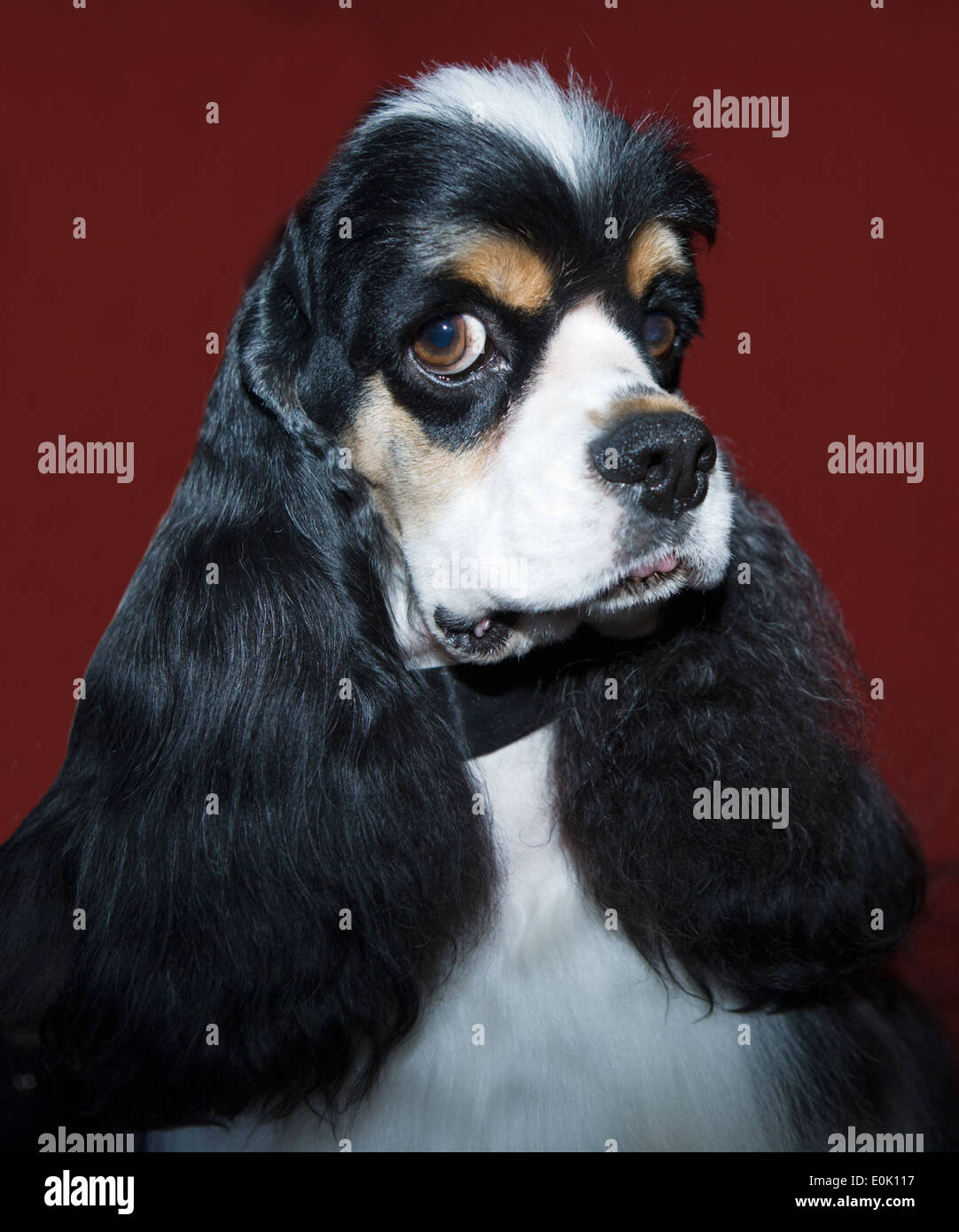 Cavalier king charles spaniel portrait Stock Photo - Alamy