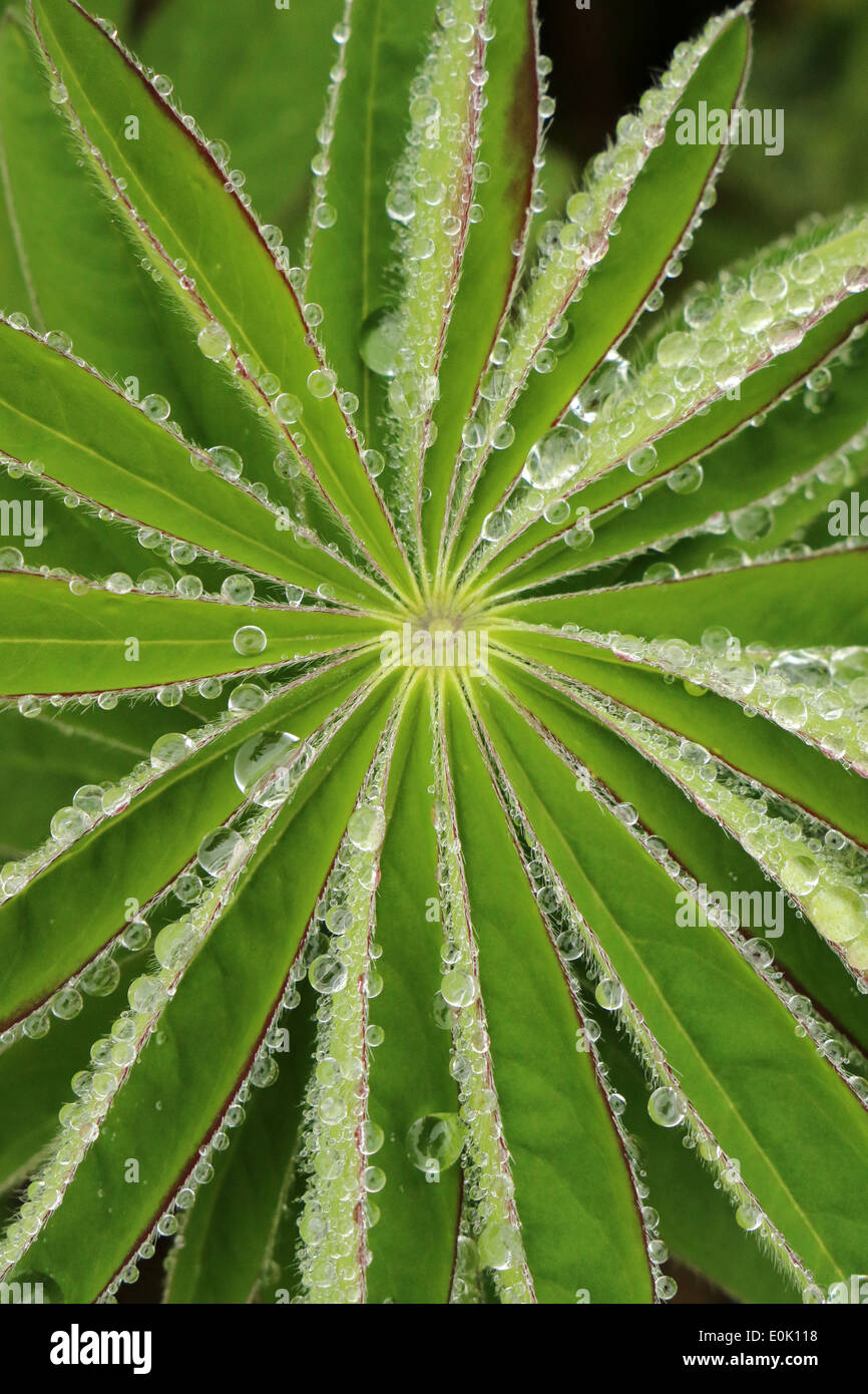 Lupine leaf hi-res stock photography and images - Alamy
