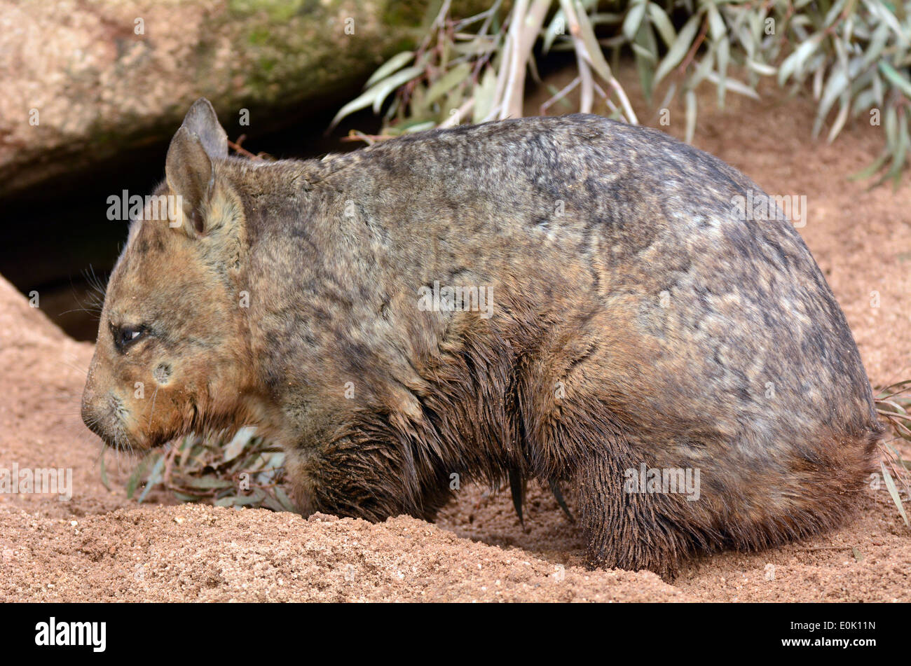 Wombat Habitat High Resolution Stock Photography and Images - Alamy