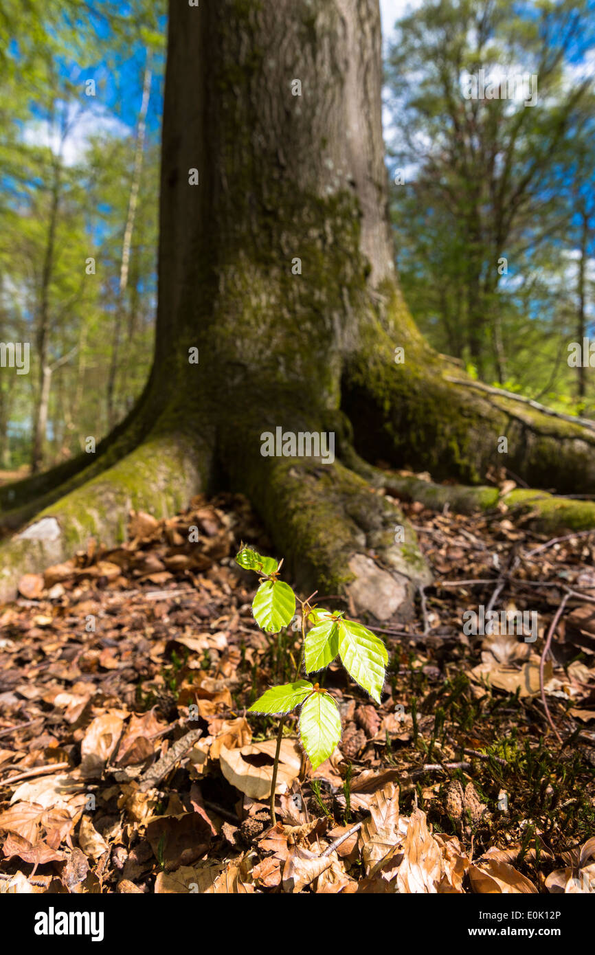Beech tree sapling hi-res stock photography and images - Alamy
