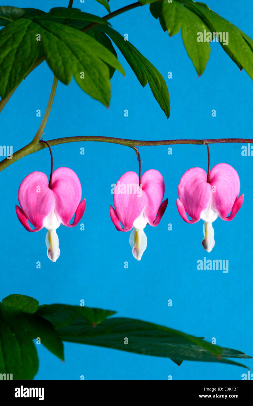Hanging from a flower stem hi-res stock photography and images - Alamy