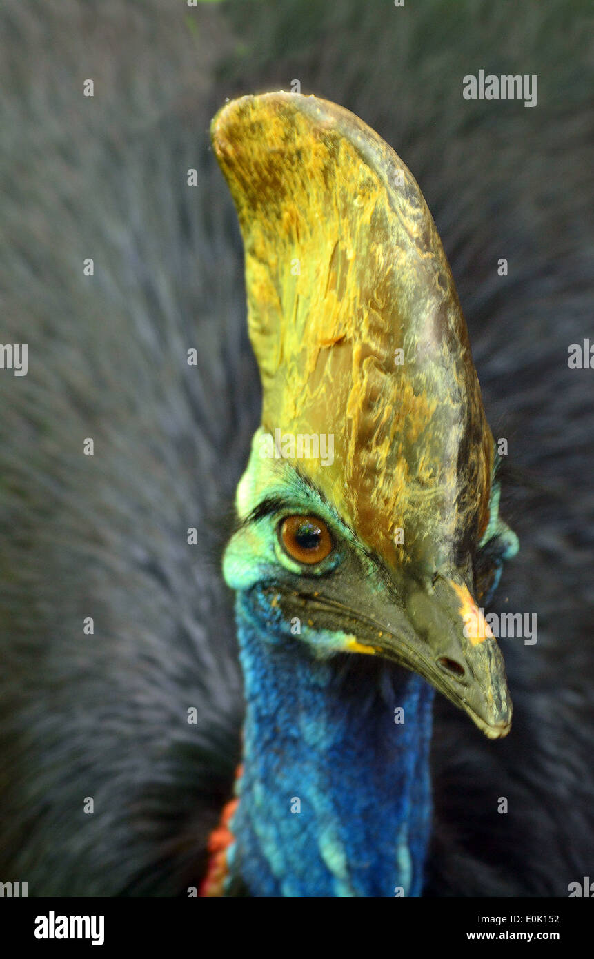 Cassowary Eye High Resolution Stock Photography and Images - Alamy