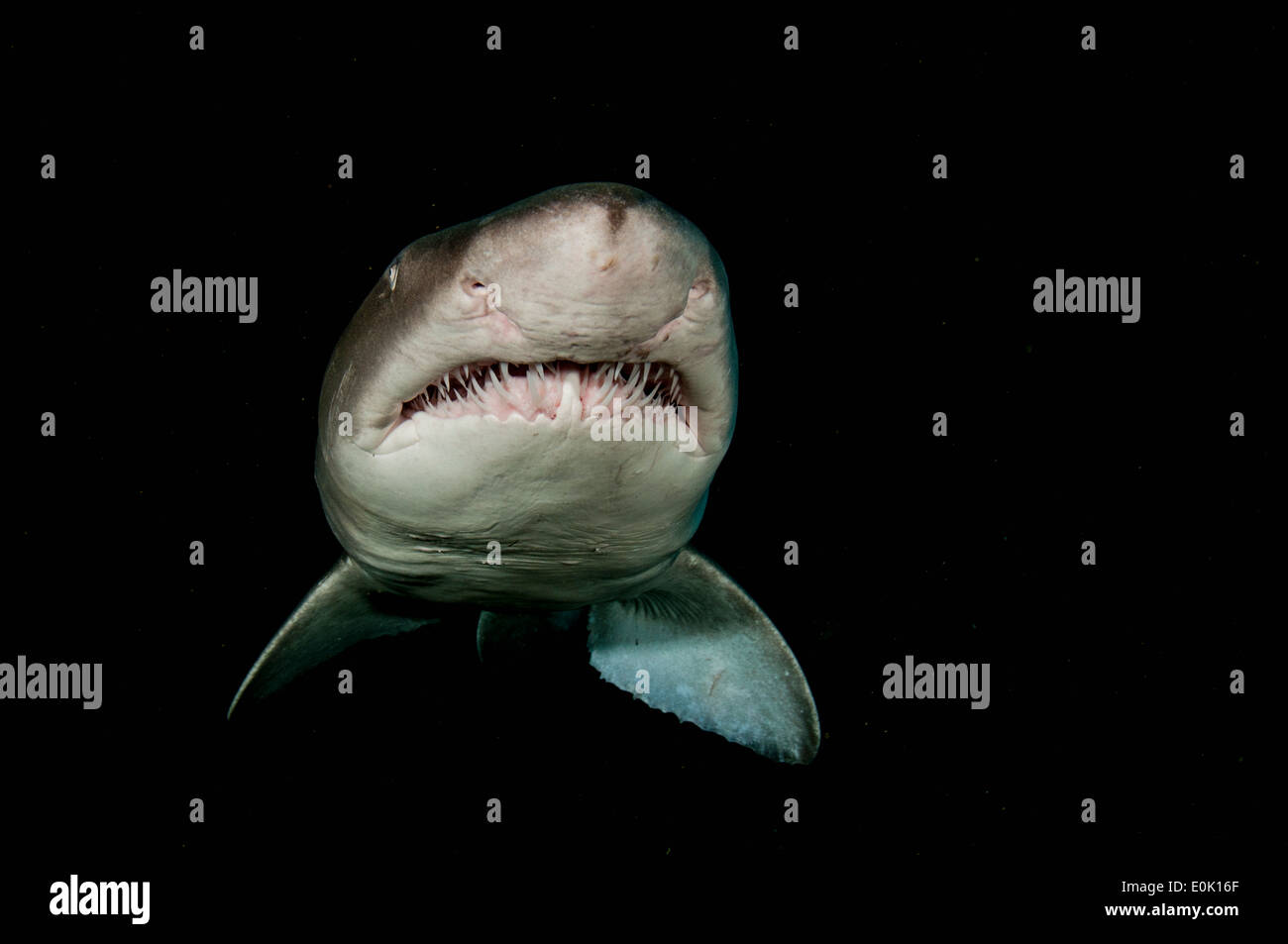 Nurse shark teeth hi-res stock photography and images - Alamy