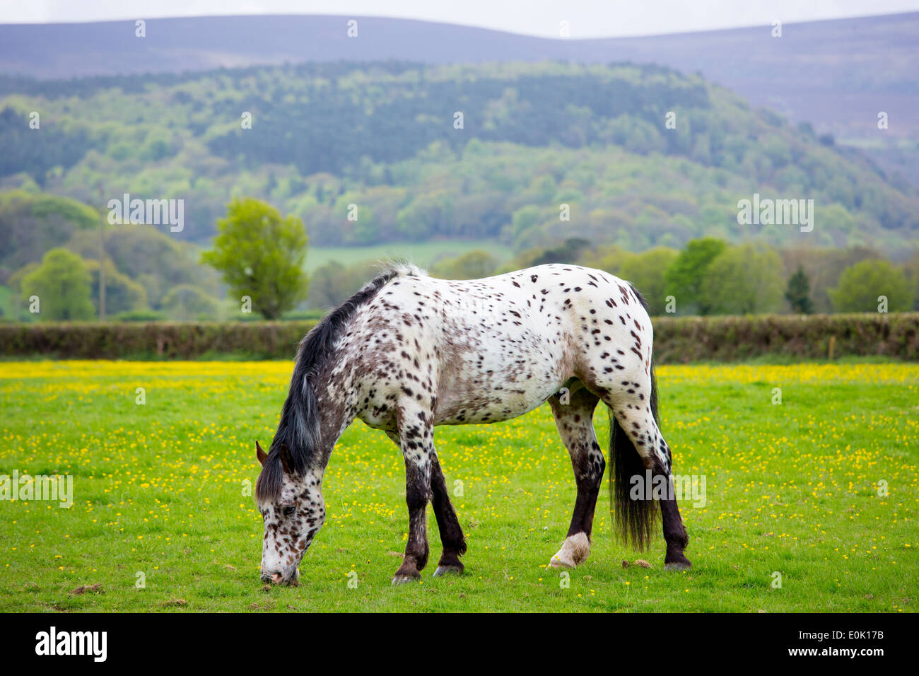Roan horse hi-res stock photography and images - Alamy