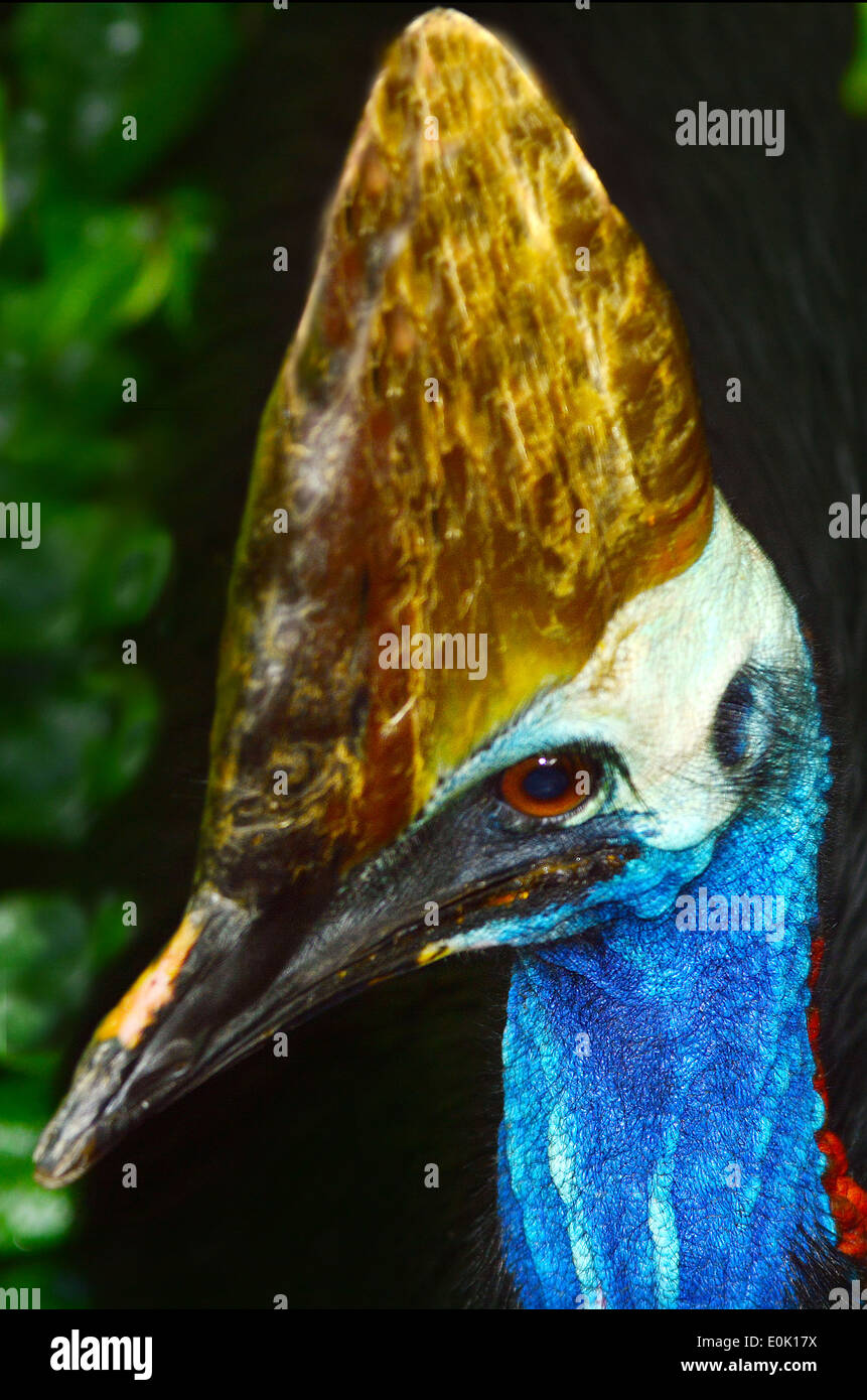 Big Cassowary Australia High Resolution Stock Photography and Images ...