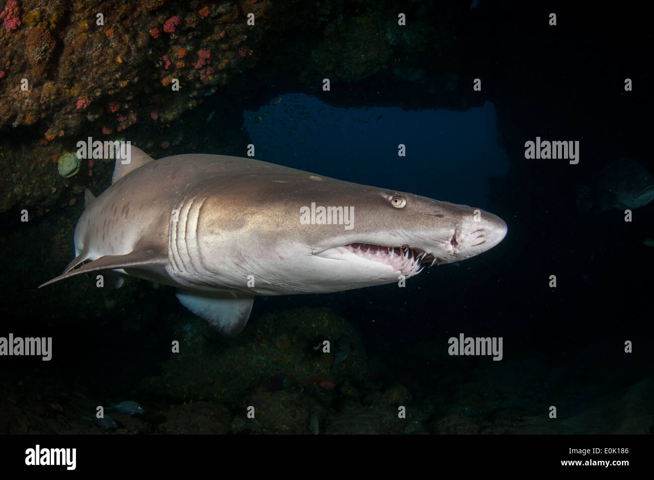 Sand tiger shark (grey nurse shark, ragged-tooth shark), Aliwal Shoal ...